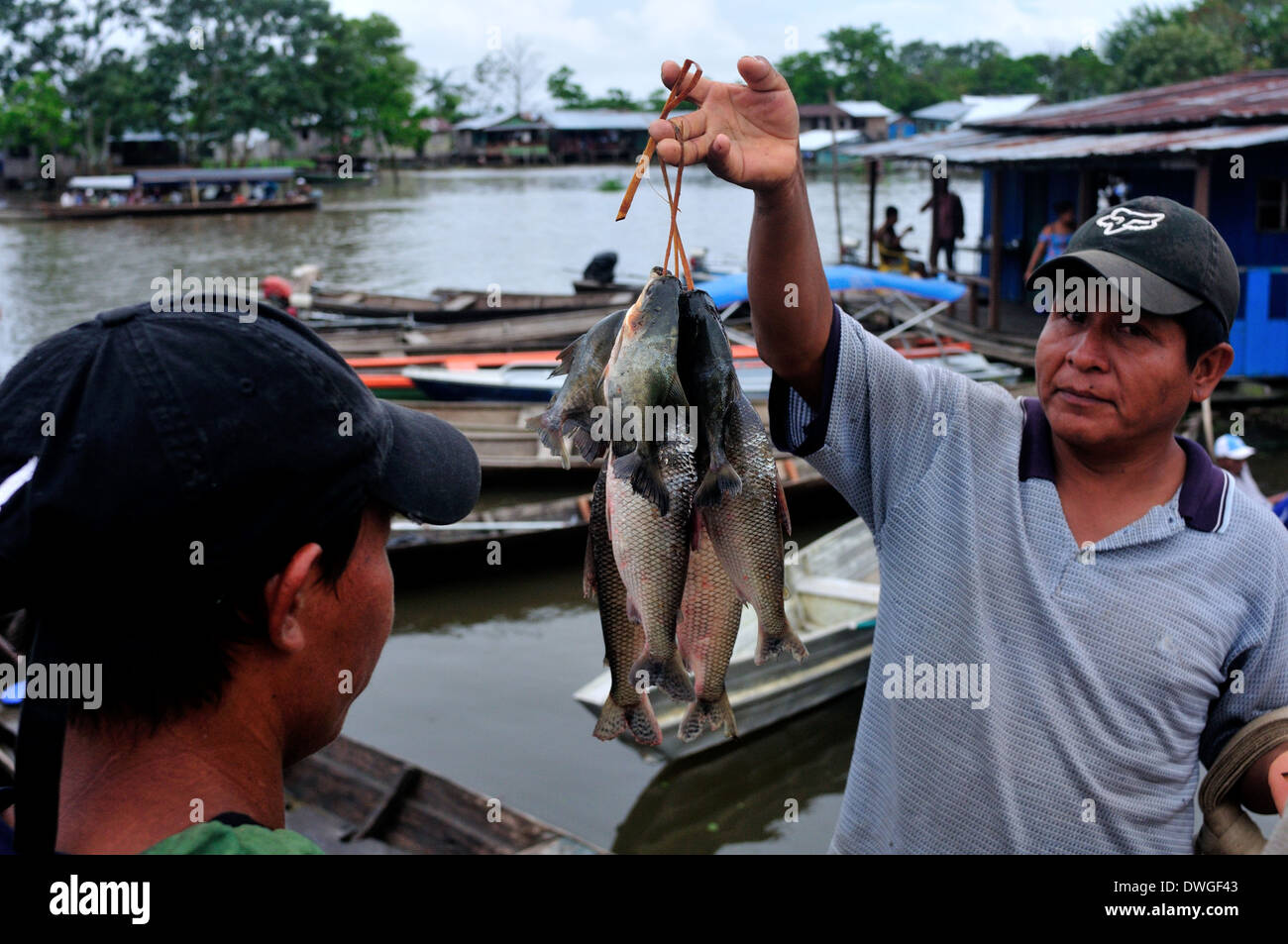 Bagre Do Rio Amazonas