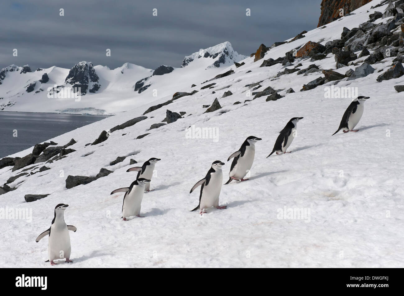 Bearded penguin hi-res stock photography and images - Alamy