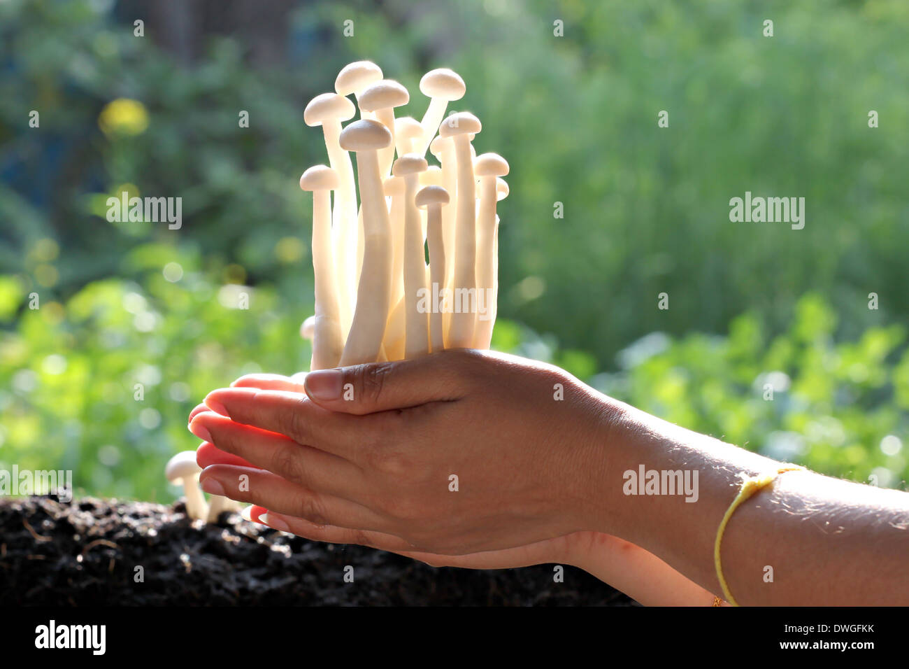 White mushrooms hi-res stock photography and images - Alamy