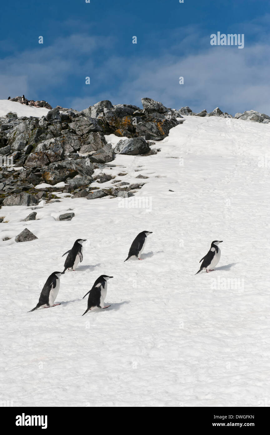Penguin five hi-res stock photography and images - Alamy