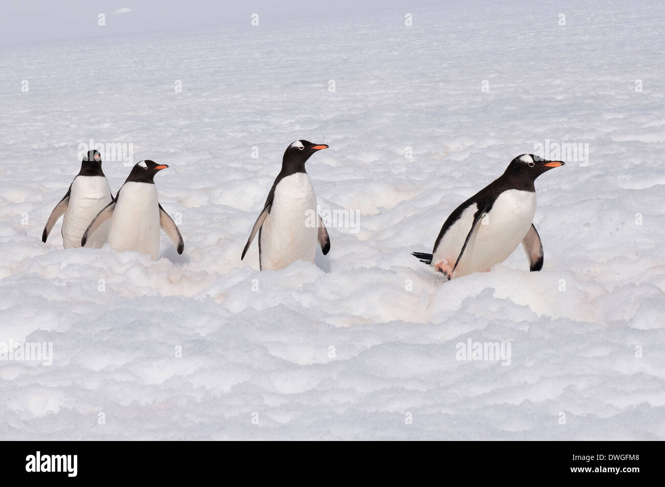 Gentoo penguin images hi-res stock photography and images - Alamy
