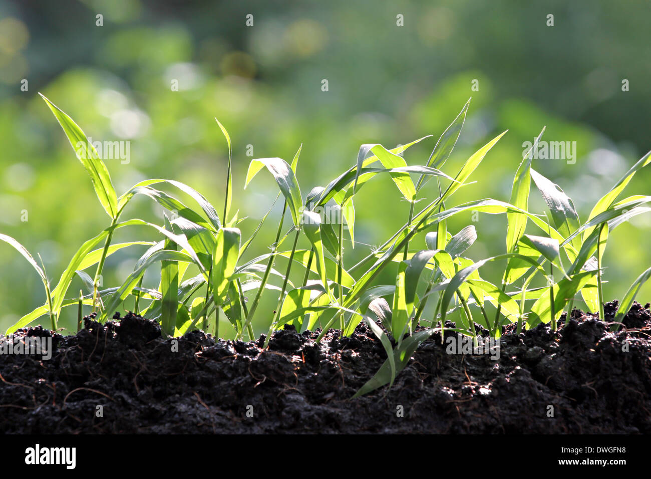 Pattern on grass hi-res stock photography and images - Alamy