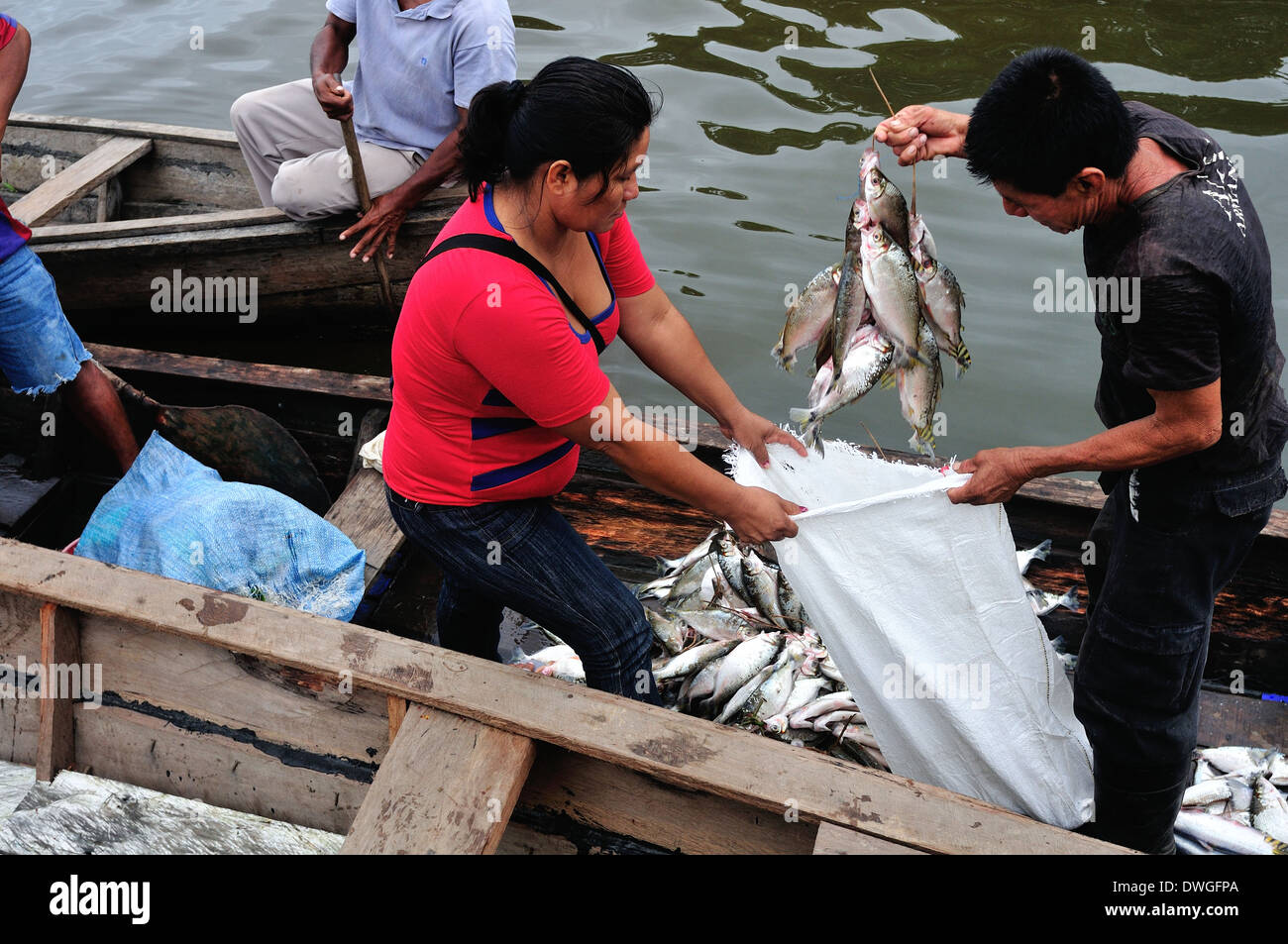 Bagre Do Rio Amazonas