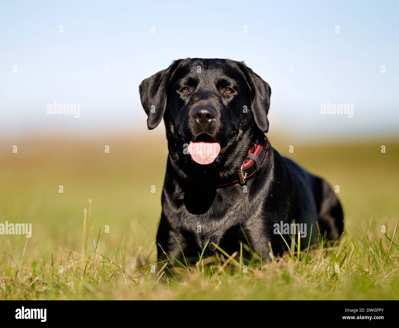 Black labrador is lying on the grass facing the camera Stock Photo - Alamy