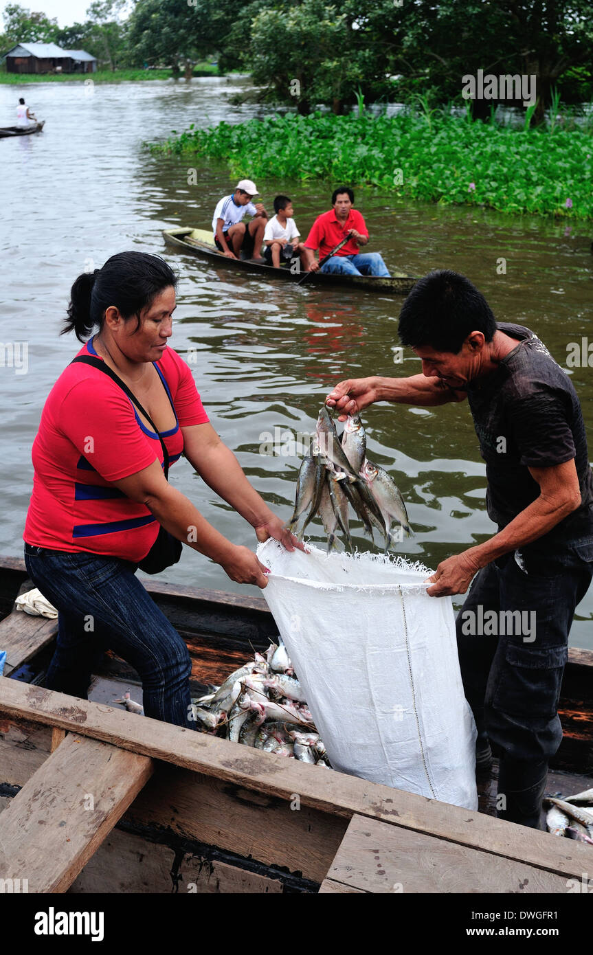 Selling Bagre fish- Harbour in LETICIA. Department of Amazonas.COLOMBIA ...