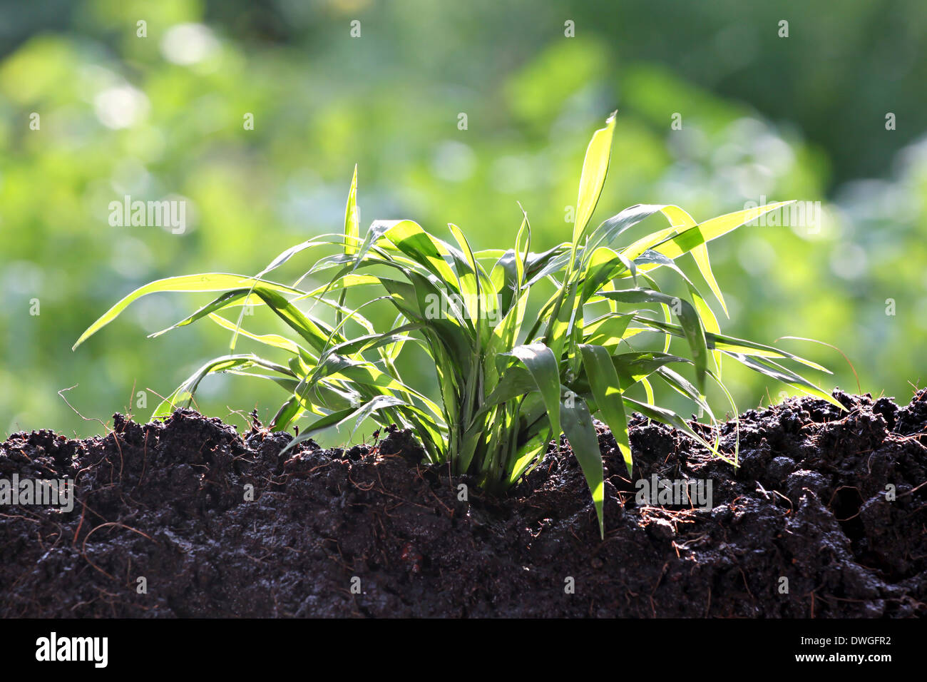 Grass on ground in the backyard Stock Photo - Alamy