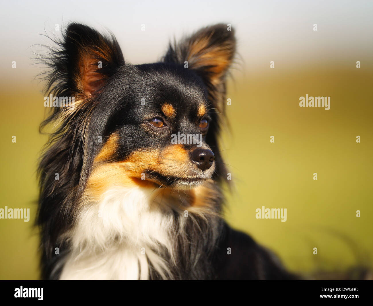 Beautiful little chihuahua dog hi-res stock photography and images - Alamy
