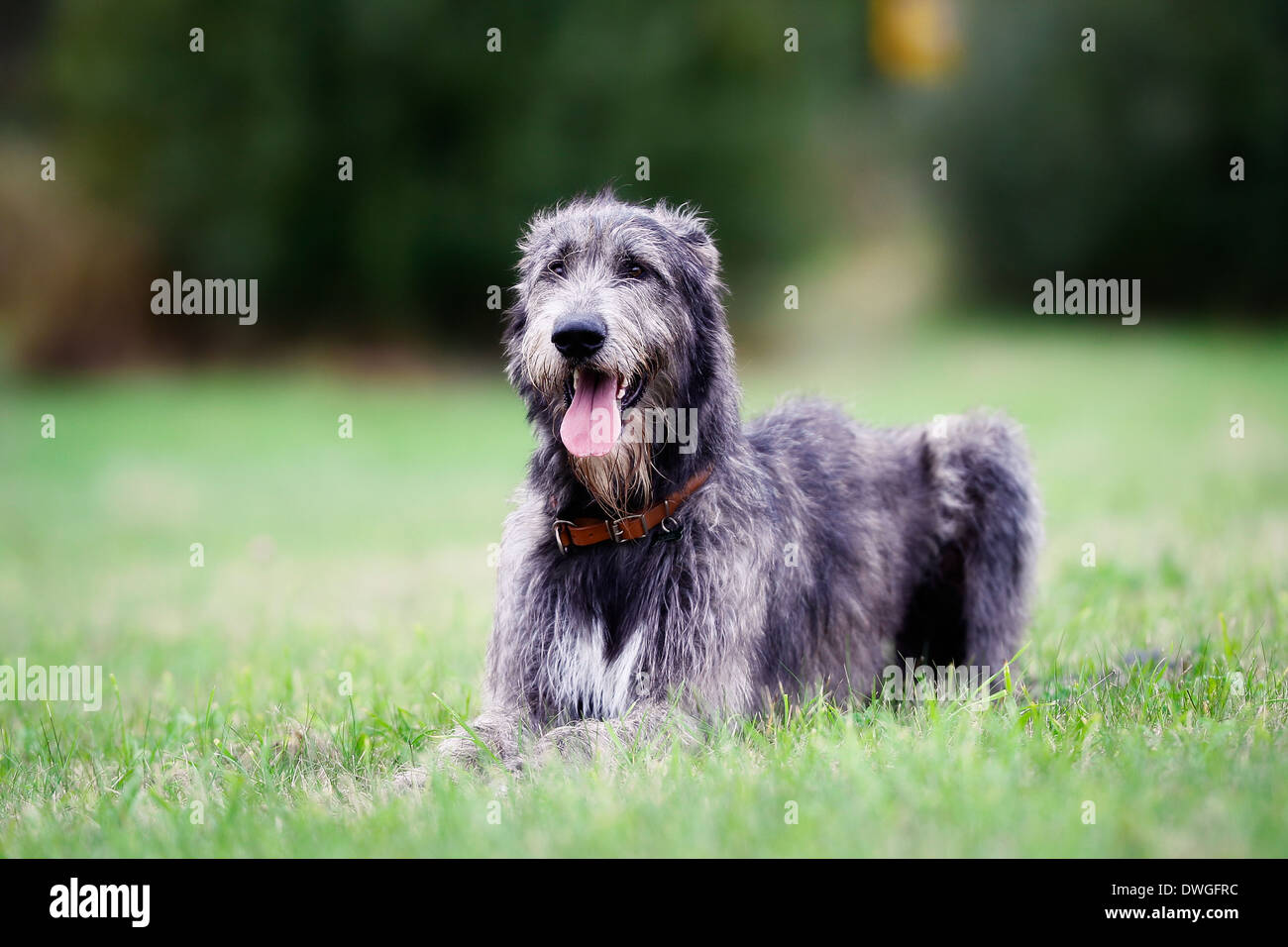 Scottish Wolfhound