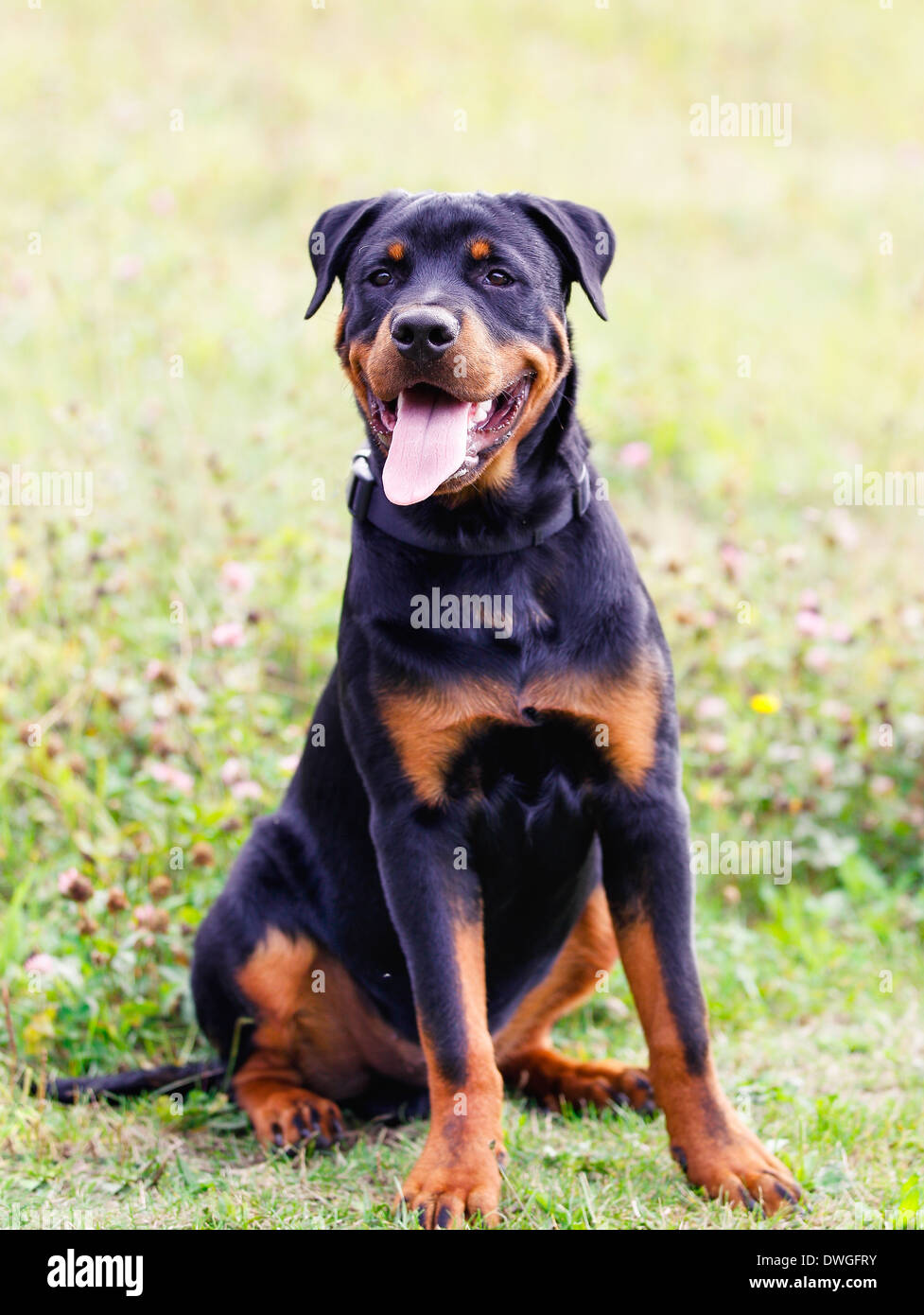 Portrait of rottweiler dog facing the camera Stock Photo - Alamy