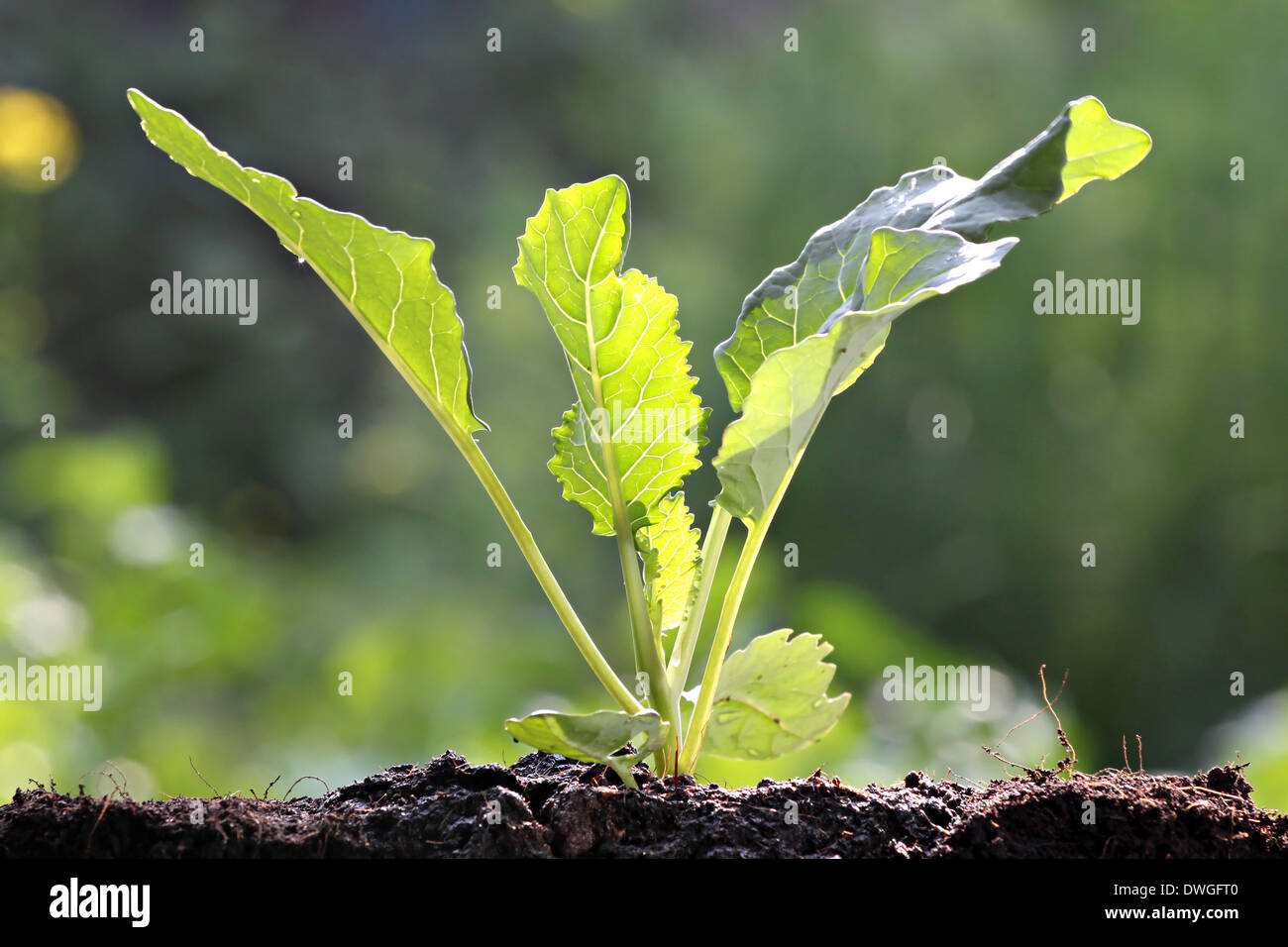 Root vegetables in soil hi-res stock photography and images - Alamy