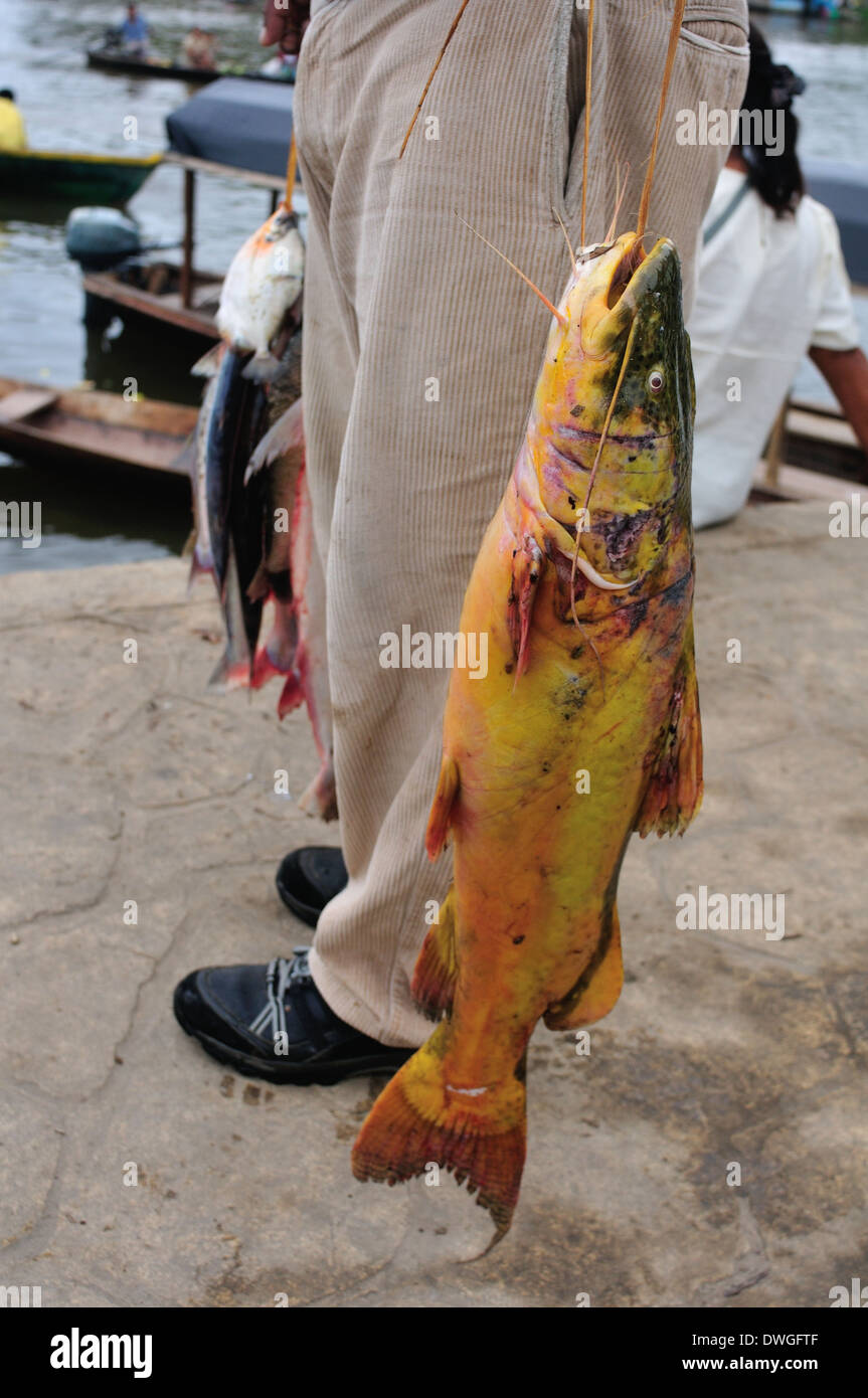 Selling PejeTorres fish- Harbour in LETICIA. Department of Amazonas ...