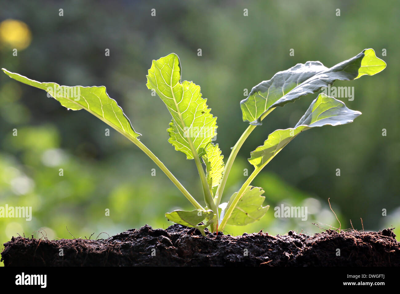 Vegetables sprout of Collard in Backyard Stock Photo - Alamy