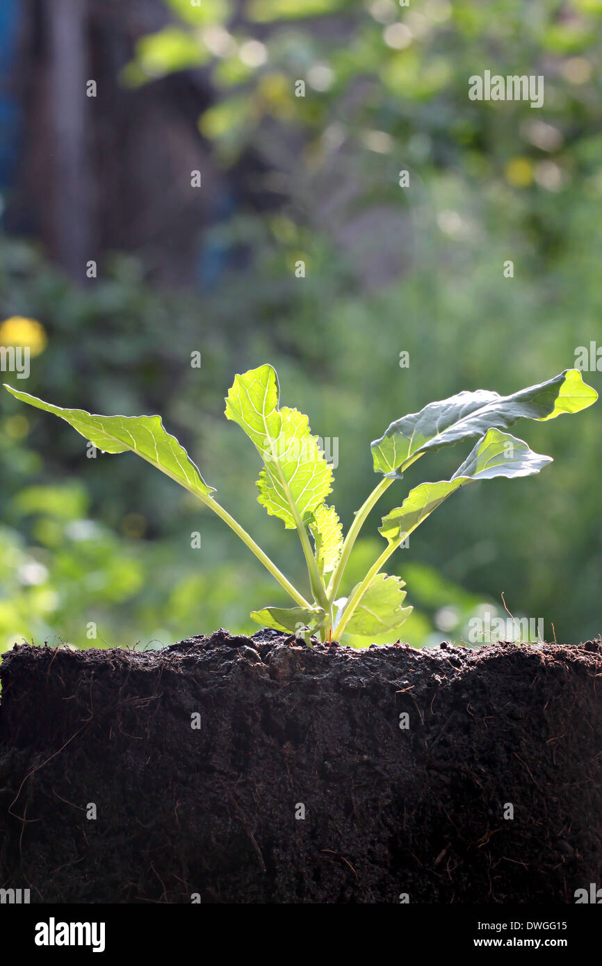 Vegetables sprout of Collard in Backyard Stock Photo - Alamy