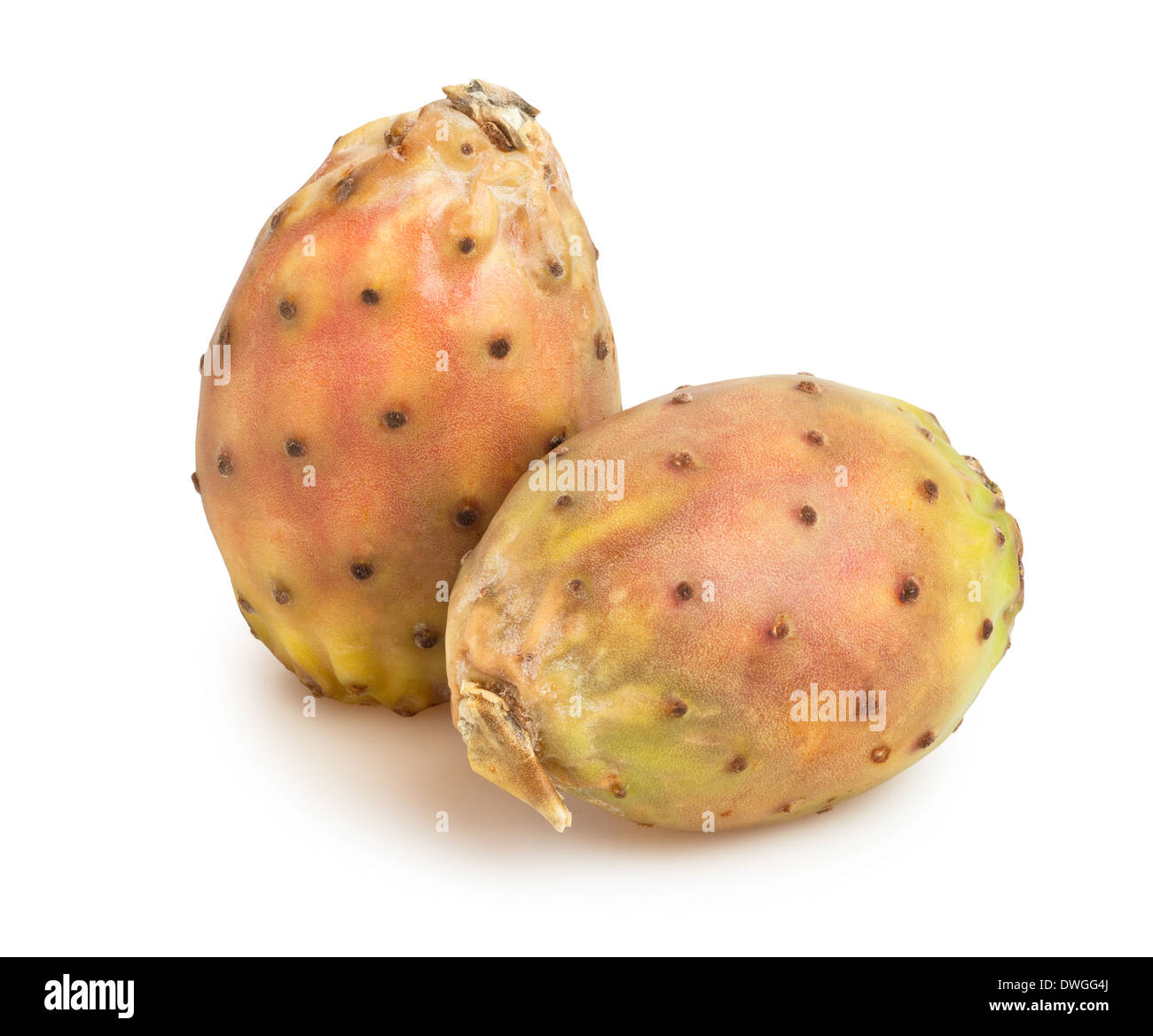 prickly pear isolated Stock Photo - Alamy