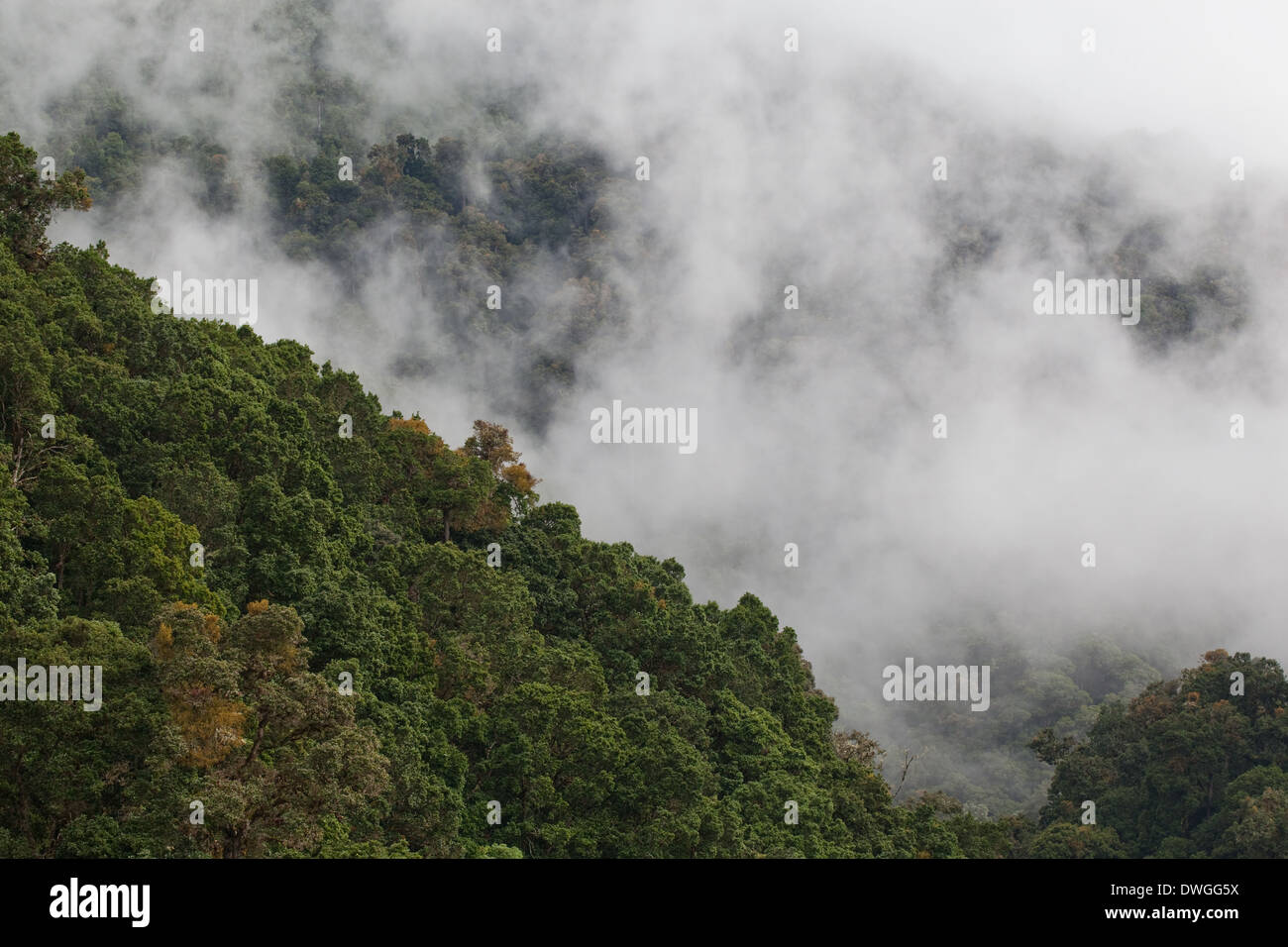 Cloud forest costa rica condensation hi-res stock photography and ...