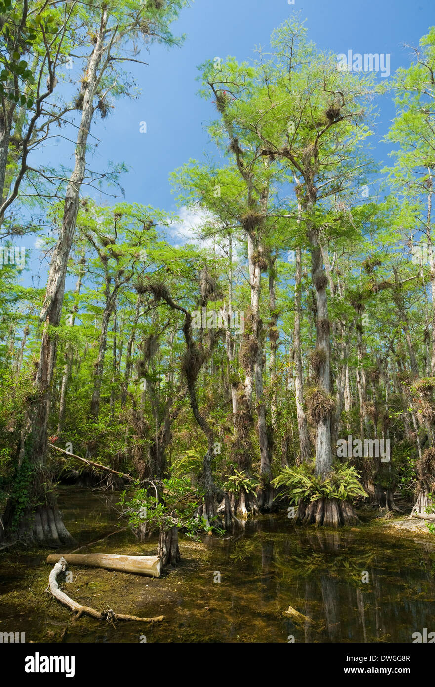 Big cypress national preserve hi-res stock photography and images - Alamy