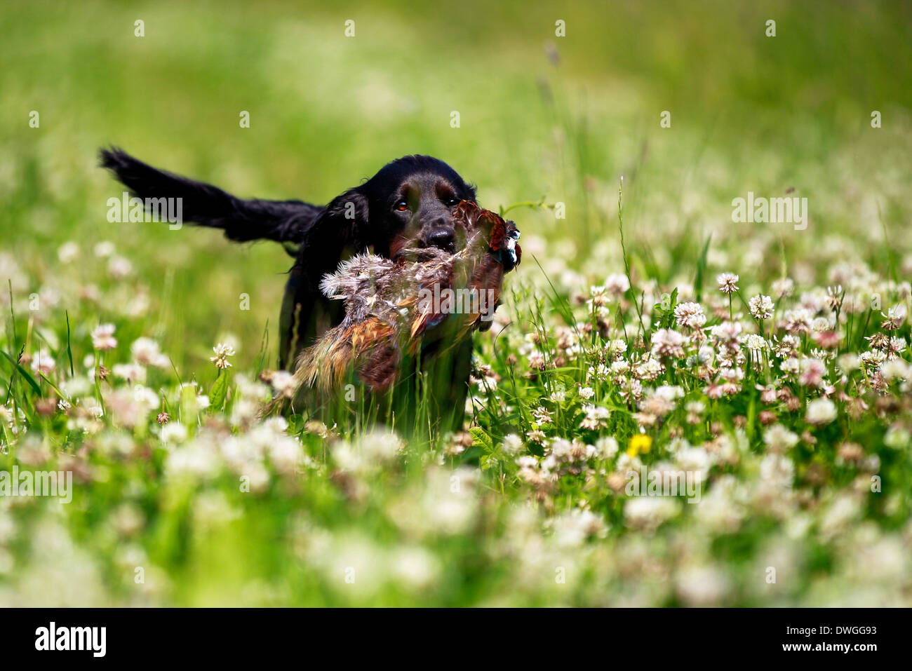 Labrador agility hi-res stock photography and images - Alamy