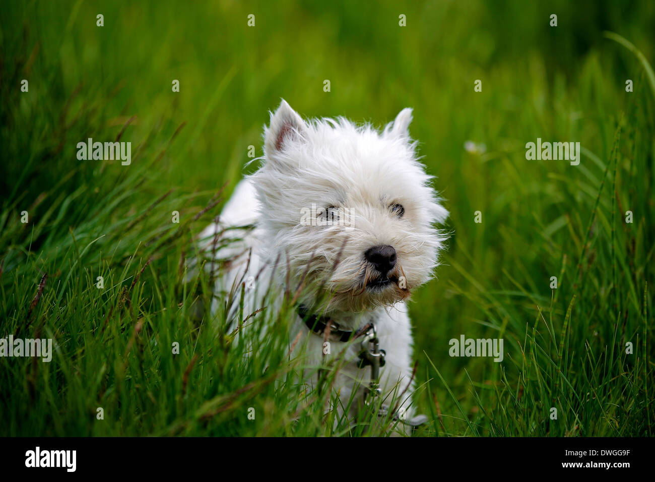 Westland terrier hi-res stock photography and images - Alamy