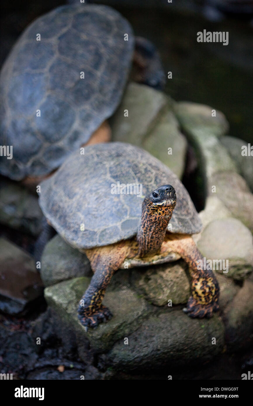 Black River or Wood Turtle (Rhinoclemmys funerea). Adult Stock Photo ...