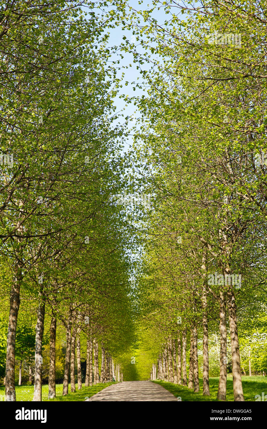 Alley with green leaves hi-res stock photography and images - Alamy