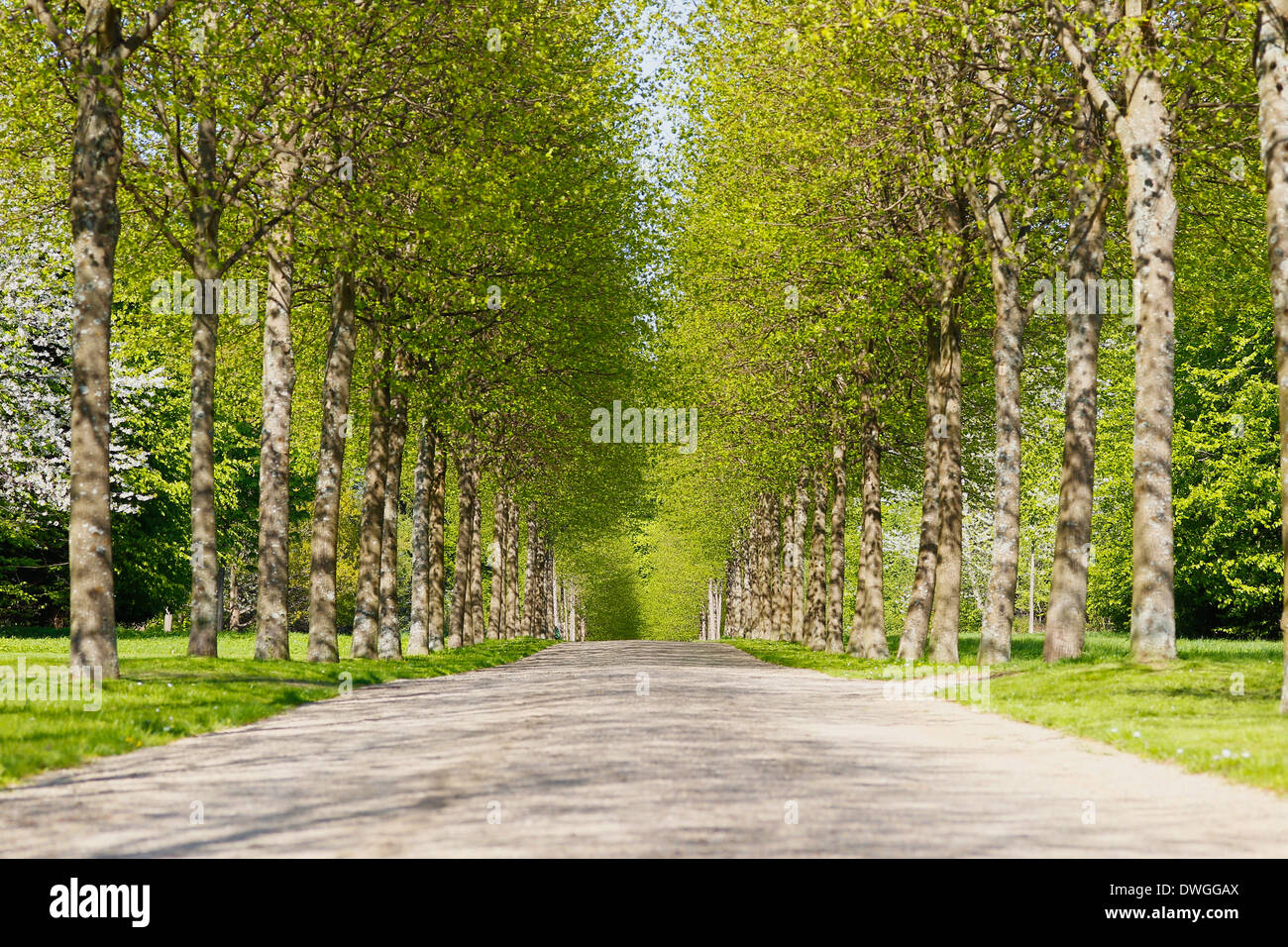 Alley of birch trees hi-res stock photography and images - Alamy