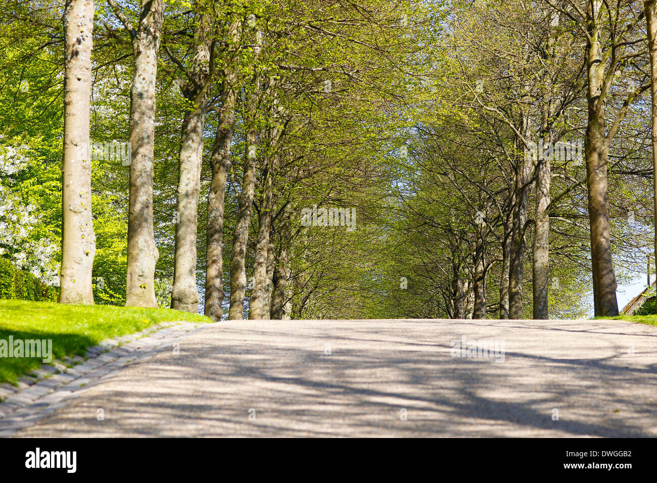 Alley trees hi-res stock photography and images - Alamy