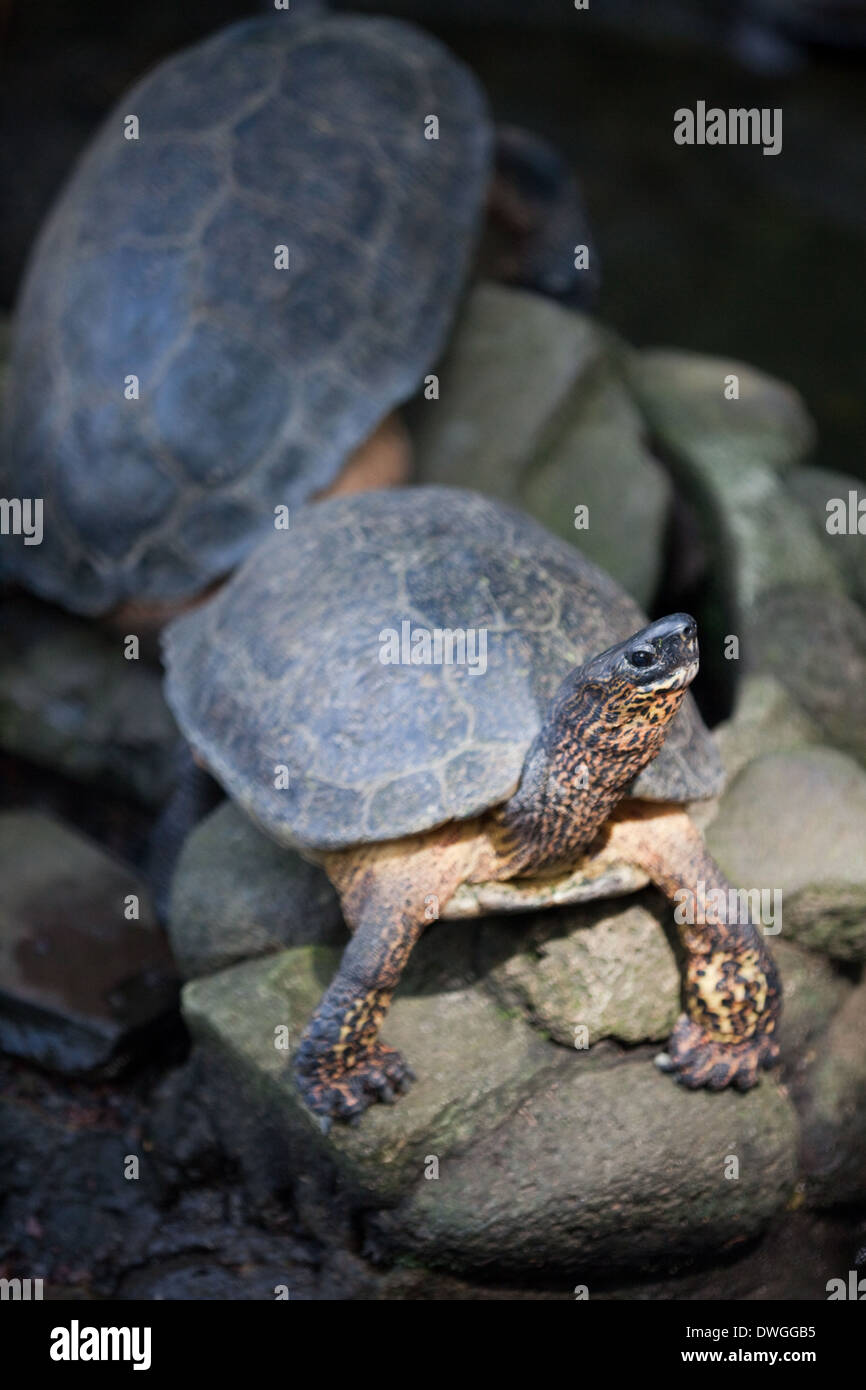 Black River or Wood Turtle (Rhinoclemmys funerea). Adult. Costa Rica ...