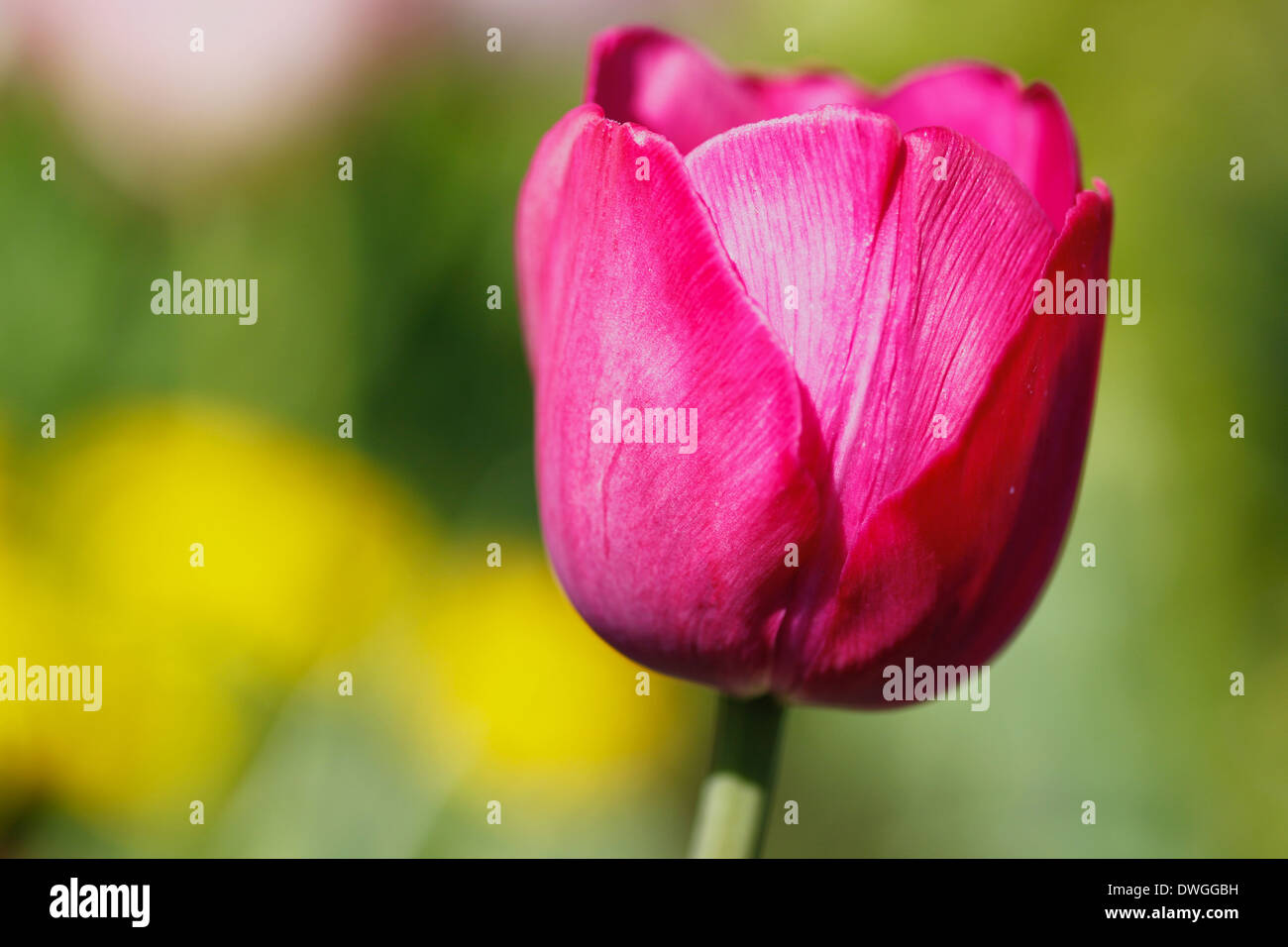 Purple head hi-res stock photography and images - Alamy