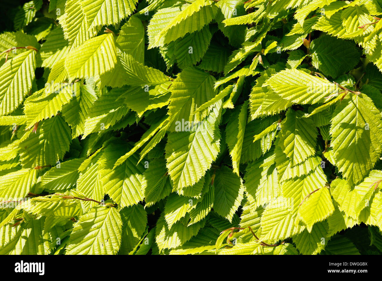 Fresh beech leaves hi-res stock photography and images - Alamy
