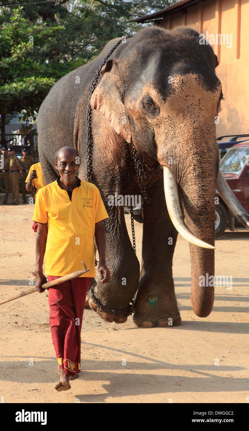 Sri Lanka; Colombo, domestic asian elephant, keeper Stock Photo - Alamy