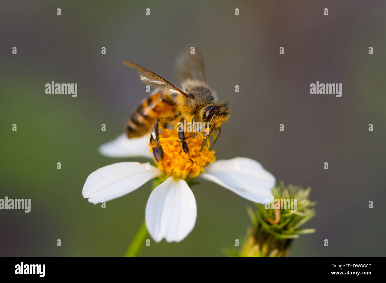 American honey bee hi-res stock photography and images - Alamy
