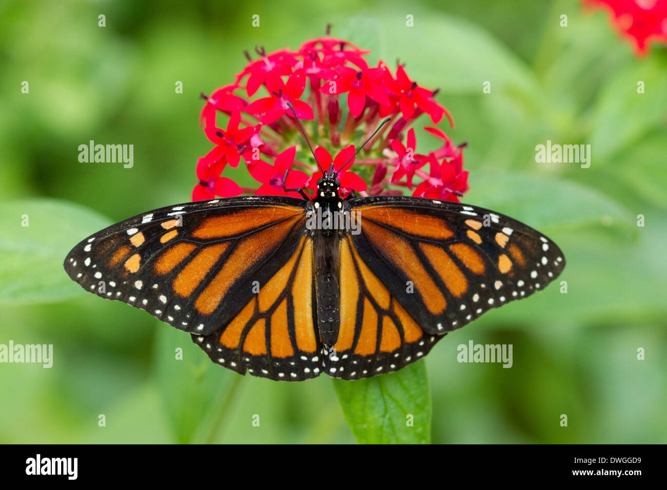 Monarch butterfly danaus plexippus feeding hi-res stock photography and ...