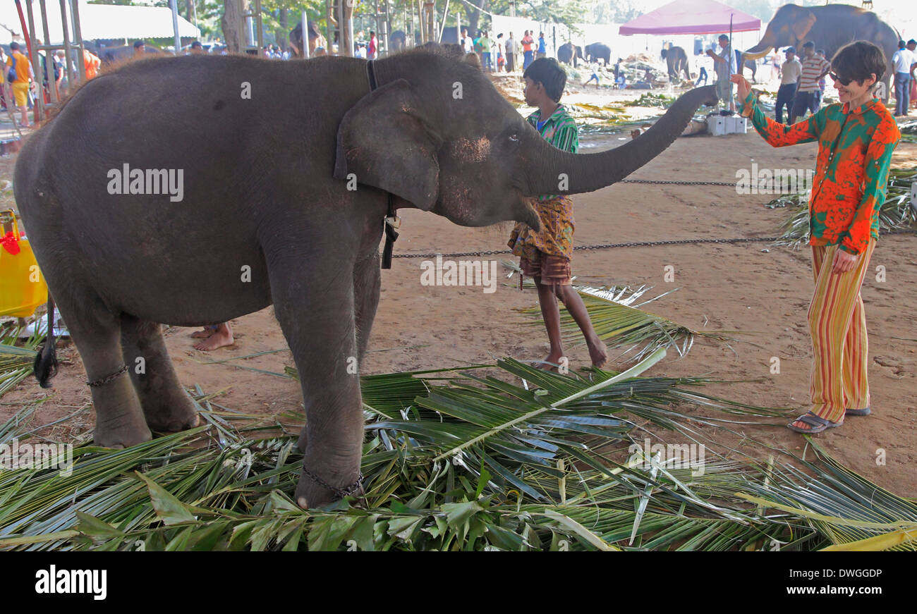 Sri Lanka; Colombo, domestic asian elephant, people Stock Photo - Alamy