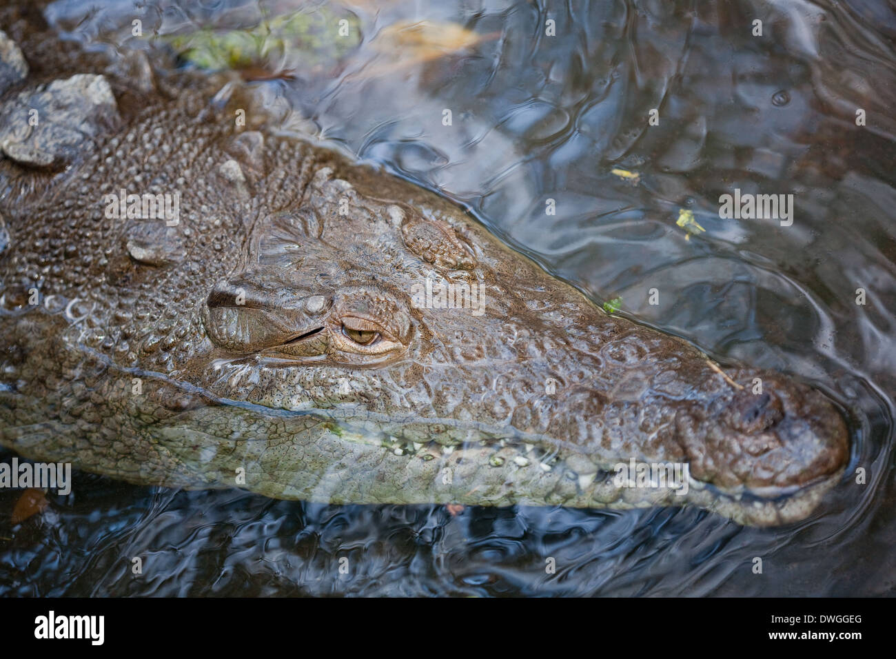 American Crocodile (Crocodylus acutus). Head. Dorsal view Stock Photo ...