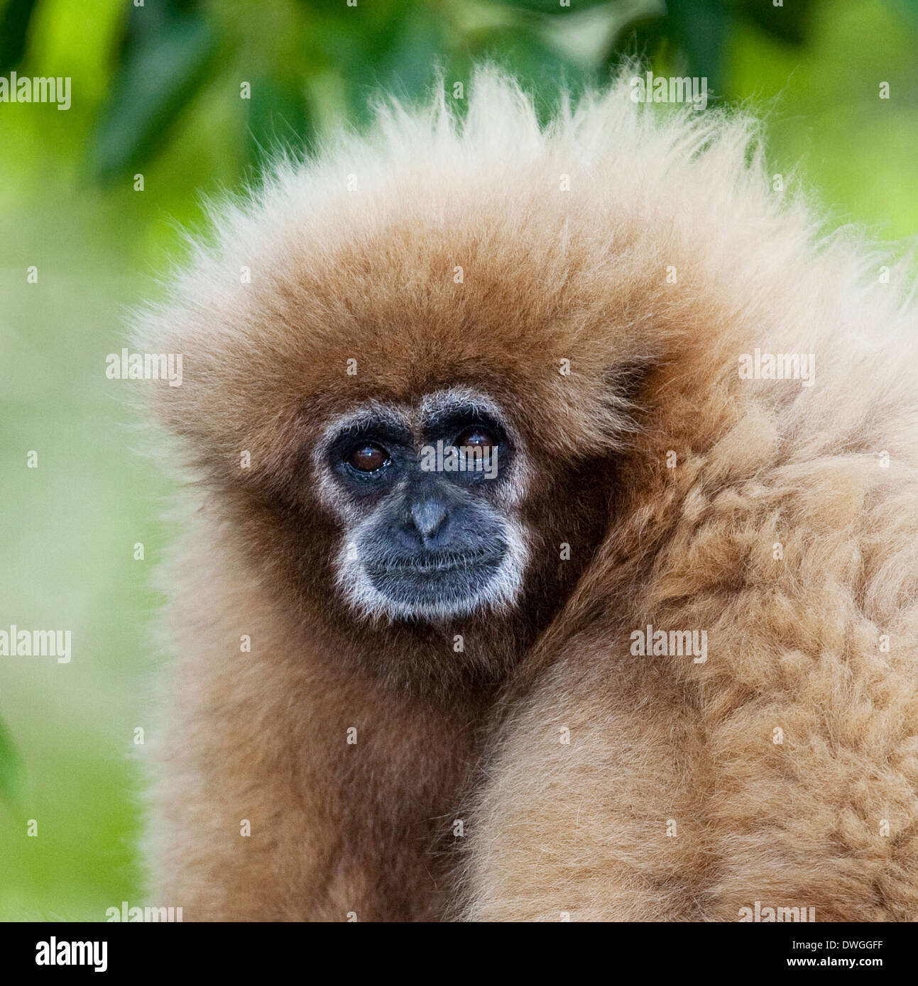 LAR or WHITE-HANDED GIBBON (Hylobates lar) Native to Indonesia, Laos ...