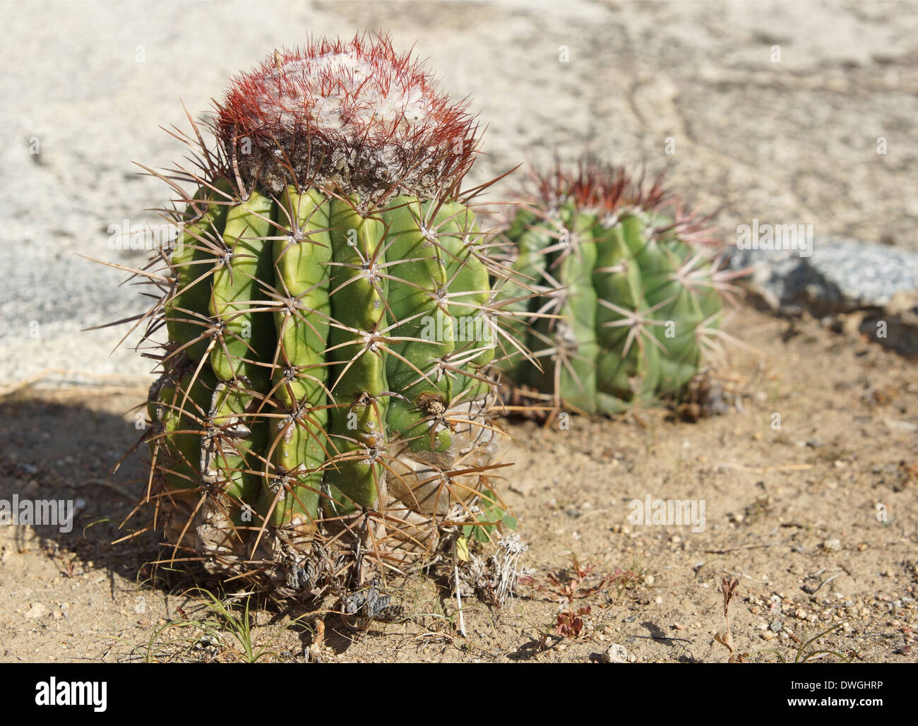 Flora aruba hi-res stock photography and images - Alamy