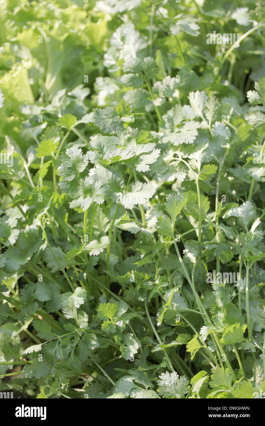 Fresh coriander garden hi-res stock photography and images - Alamy