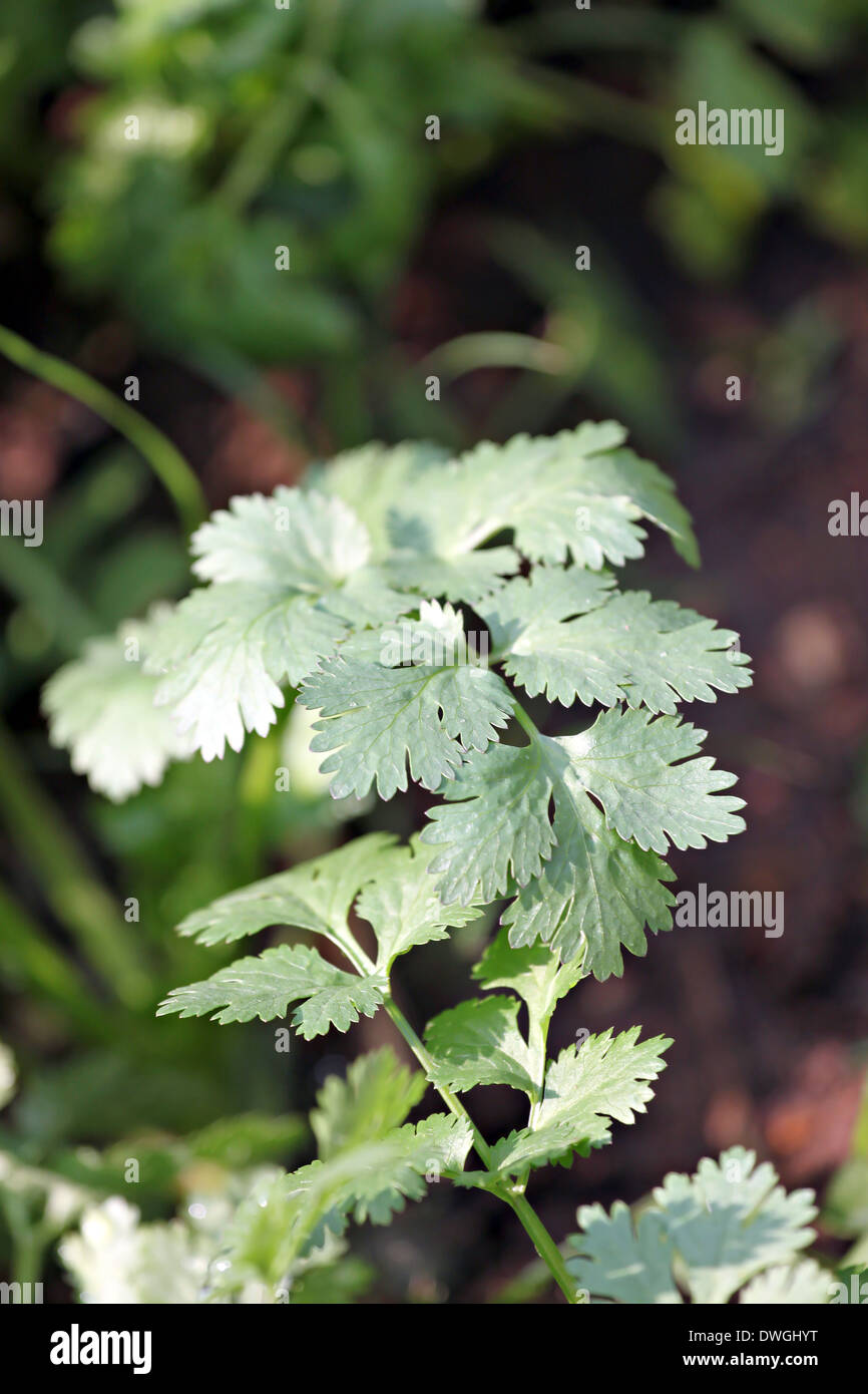 Fresh coriander garden hi-res stock photography and images - Alamy