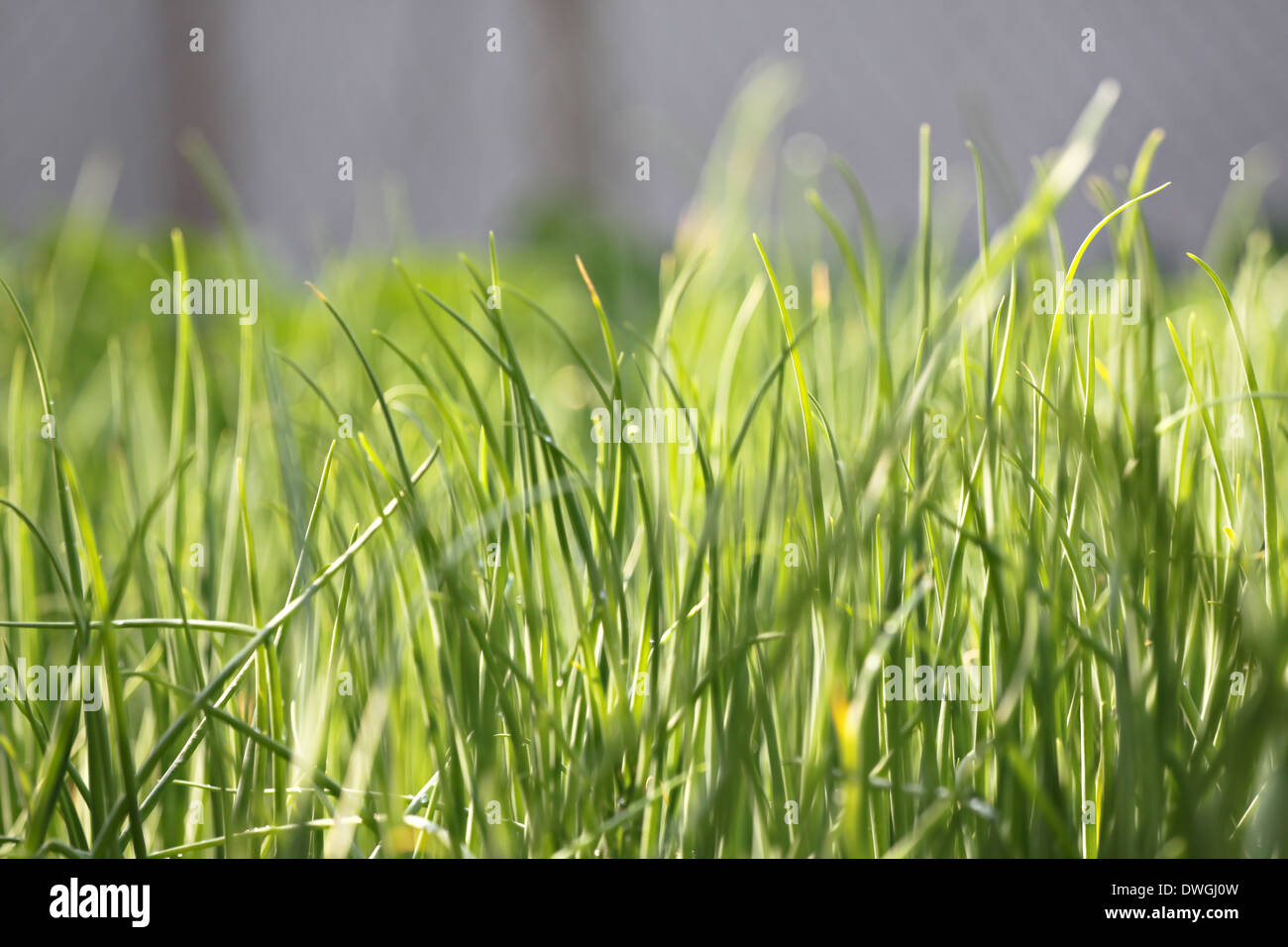 Onions gardening hi-res stock photography and images - Alamy