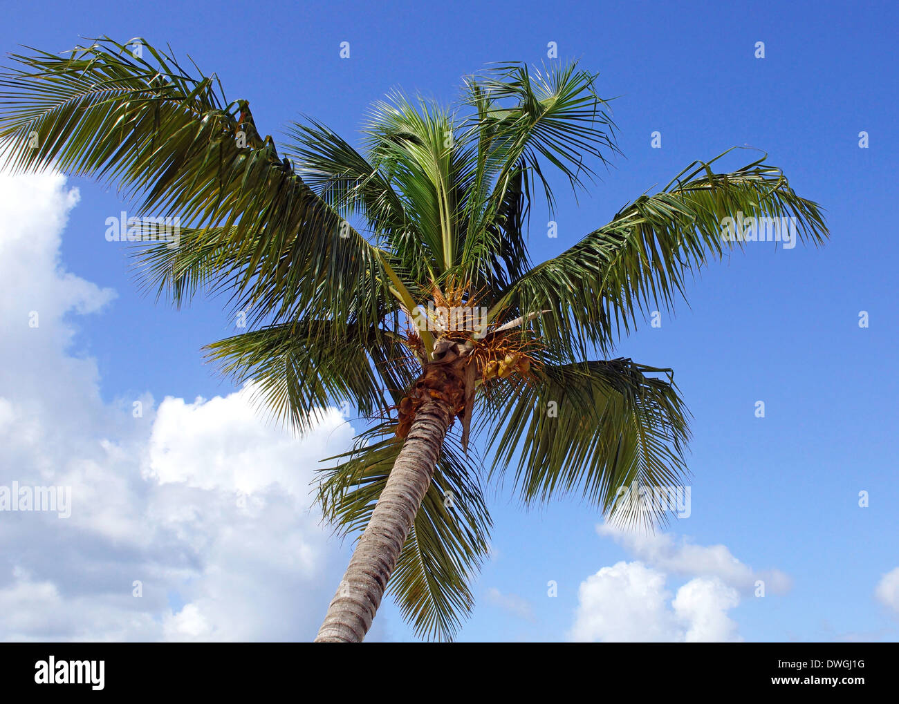 Coconut tree on caribbean beach, Dominican Republic Stock Photo - Alamy