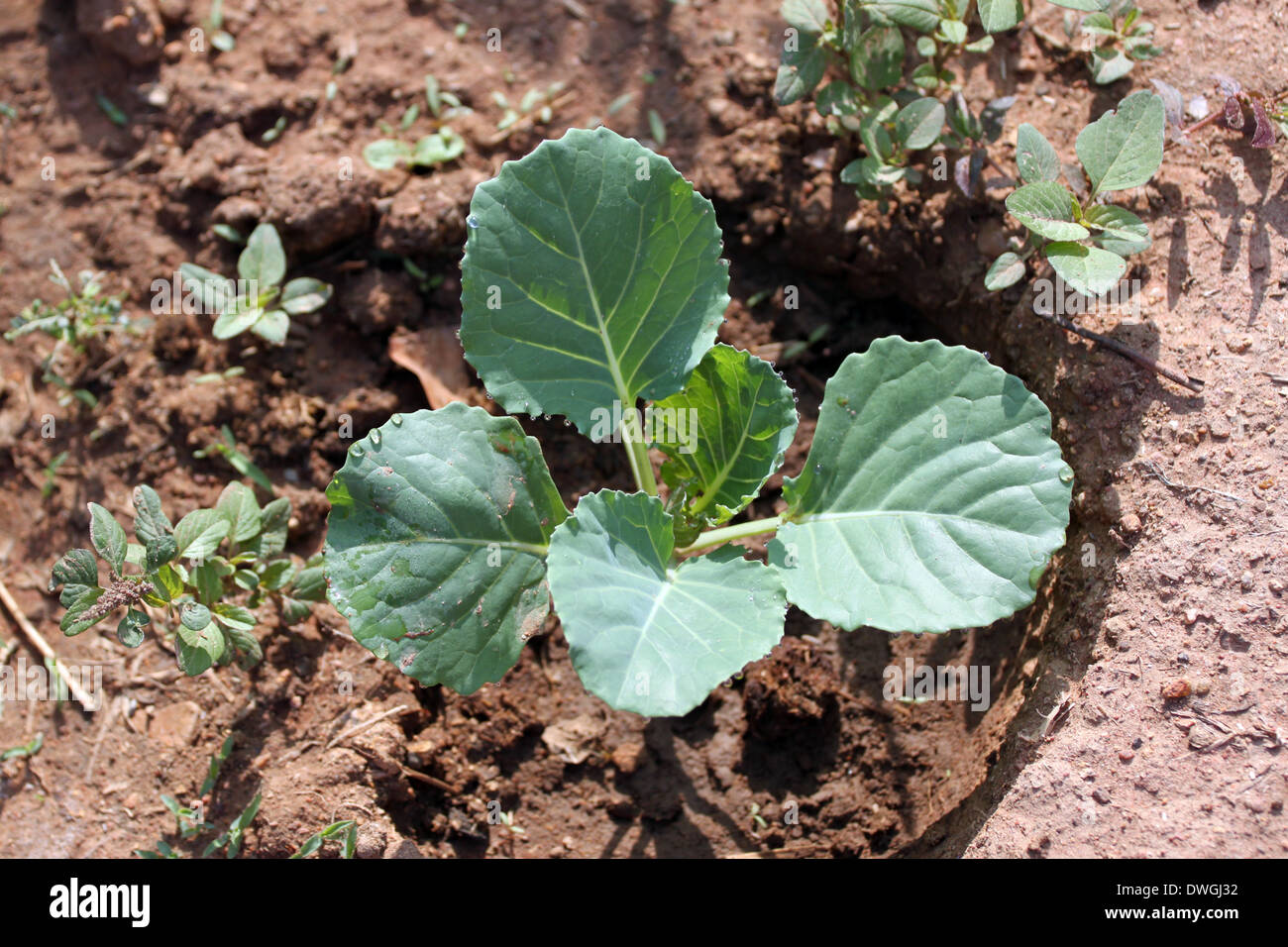 Cabbage seedling hi-res stock photography and images - Alamy