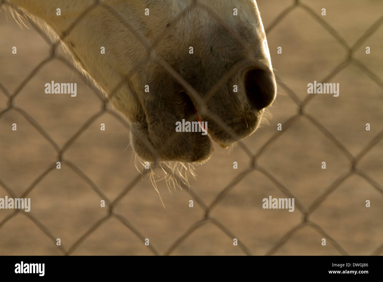 Horse behind fence hi-res stock photography and images - Alamy