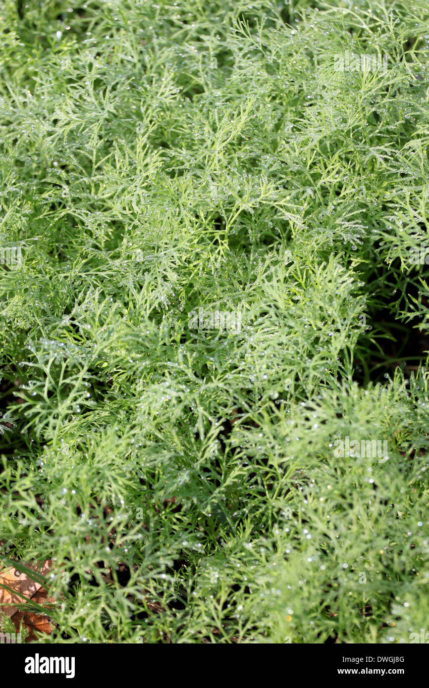 Fresh dill leaf in vegetable gardening Stock Photo - Alamy
