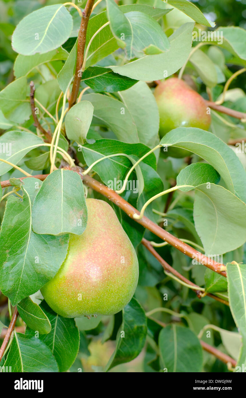 Two Half Ripe Summer Pears Hanging on the Branch Stock Photo - Alamy