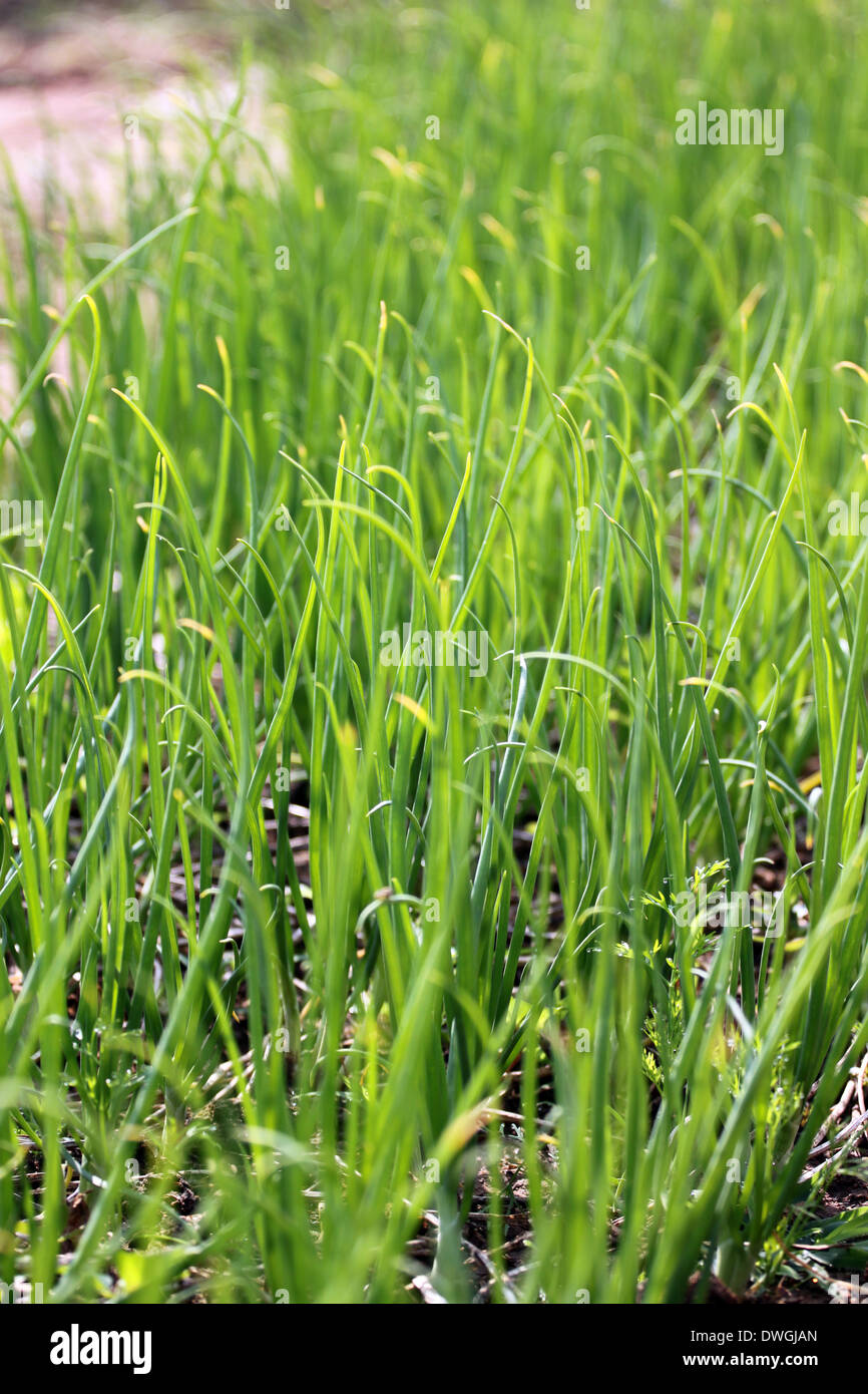 Spring onions in soil hi-res stock photography and images - Alamy