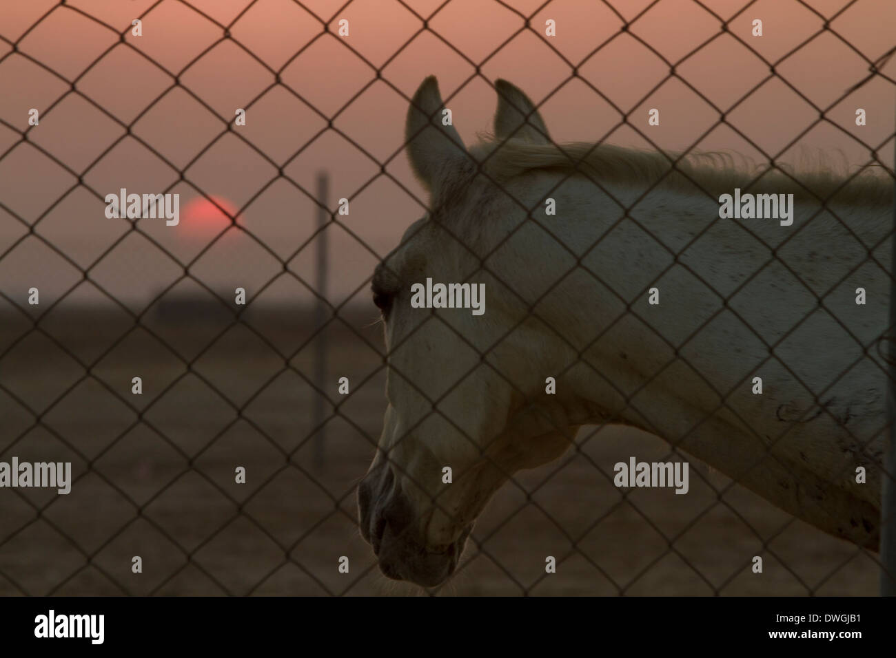 Horse behind fence hi-res stock photography and images - Alamy