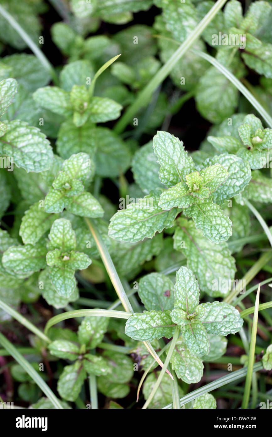 Vegetable mint hi-res stock photography and images - Alamy