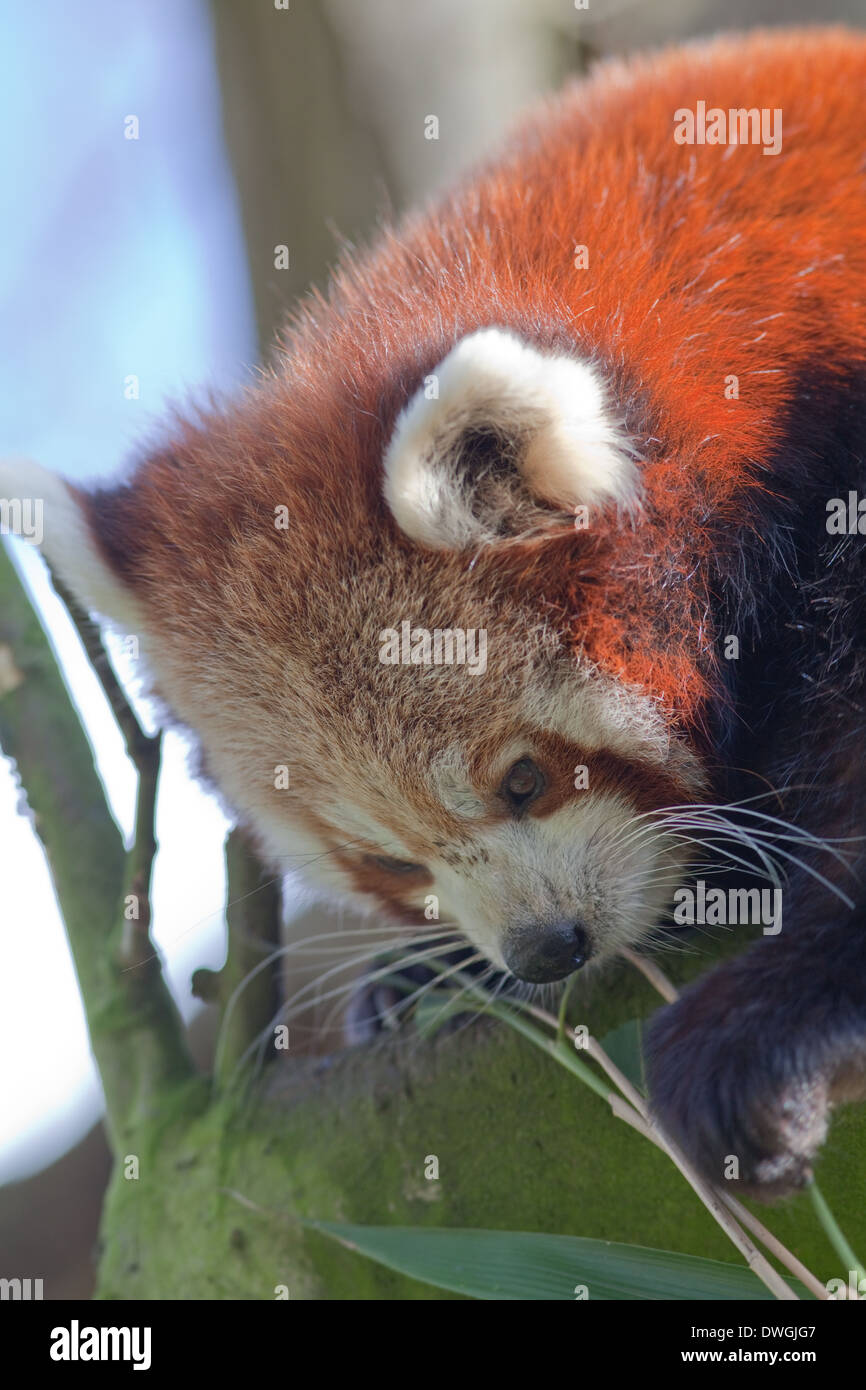Panda's Paw High Resolution Stock Photography and Images - Alamy