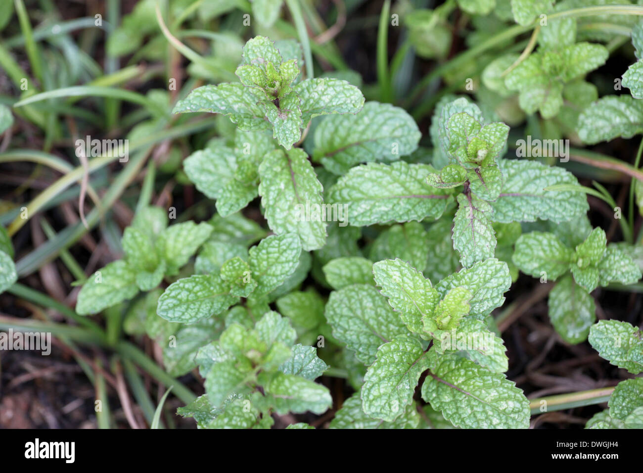 Kitchen gardening hi-res stock photography and images - Alamy