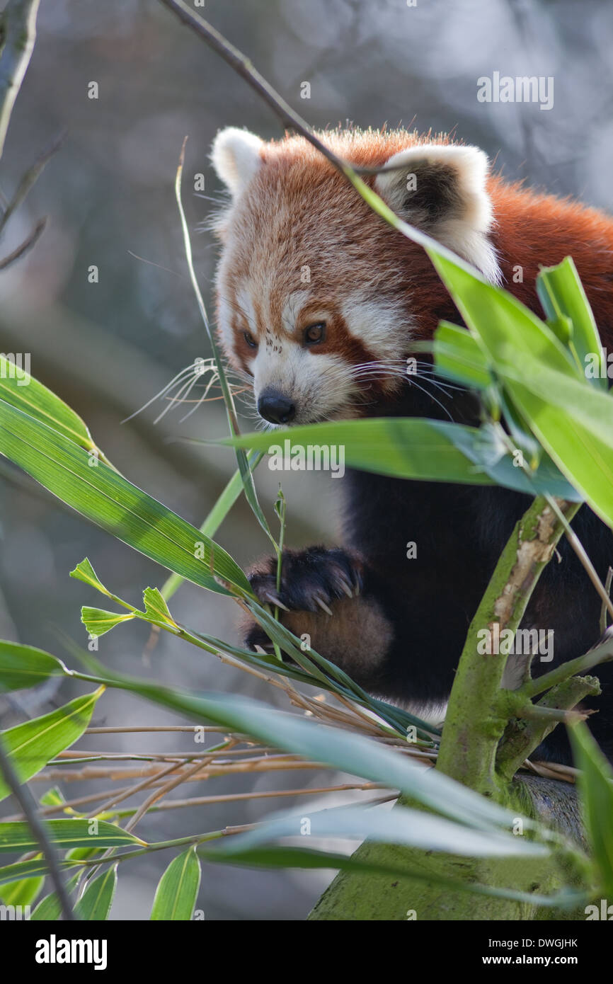 Deciduous temperate fore hi-res stock photography and images - Alamy